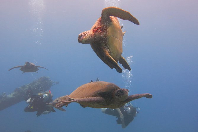 Turtle & Shark Scuba Dive in Lahaina: Certified - FAQs