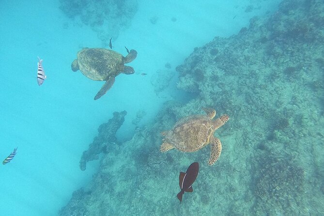 Turtle Snorkeling and Dole Plantation Guided Tour In Oahu - Key Points