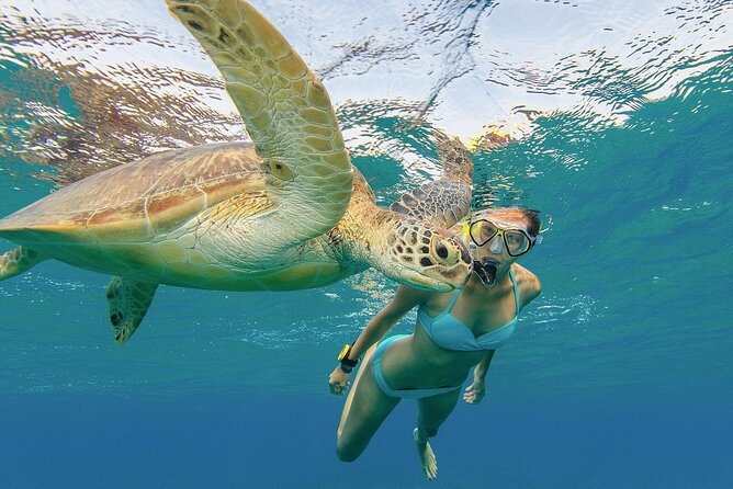 Turtle Snorkeling and Dole Plantation Guided Tour In Oahu - The Sum Up: Who Should Book This Tour?