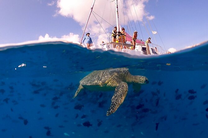 Turtle Snorkeling Boat Tour and Adventure in Waikiki - The Journey to Turtle Canyon