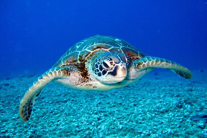 Turtle Snorkeling Boat Tour and Adventure in Waikiki - Inclusions and Comfort