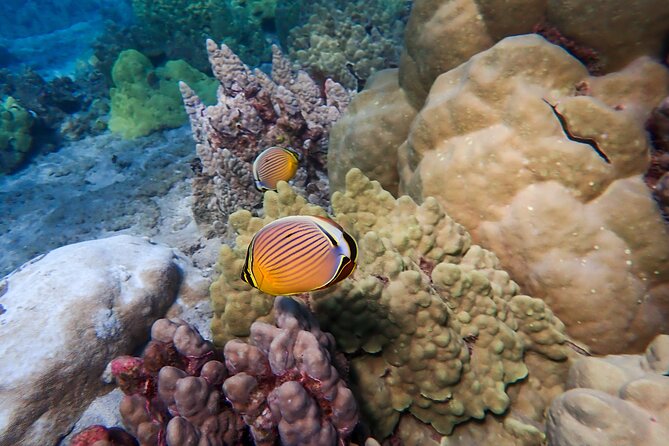 Turtle Town Beach Snorkel - The Sum Up