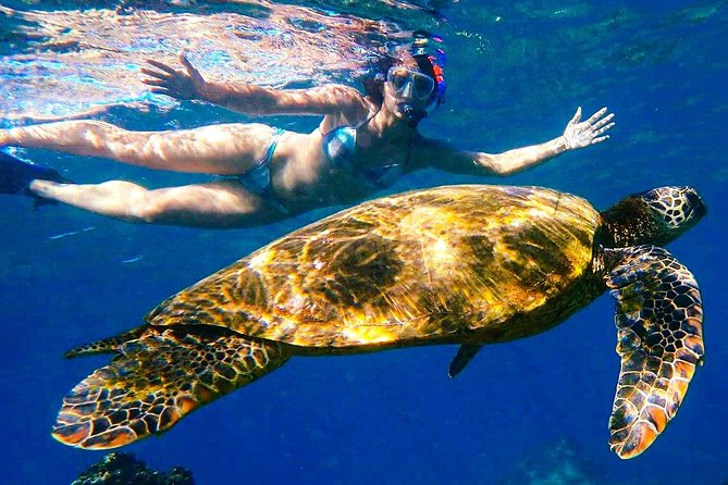 Turtle Town Clear Kayak & Snorkel Tour (10:30am-1pm) - Key Points