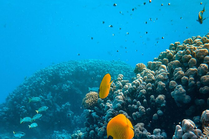 Turtle Town Snorkel with Photo and Video - Why Is This Tour Standout?