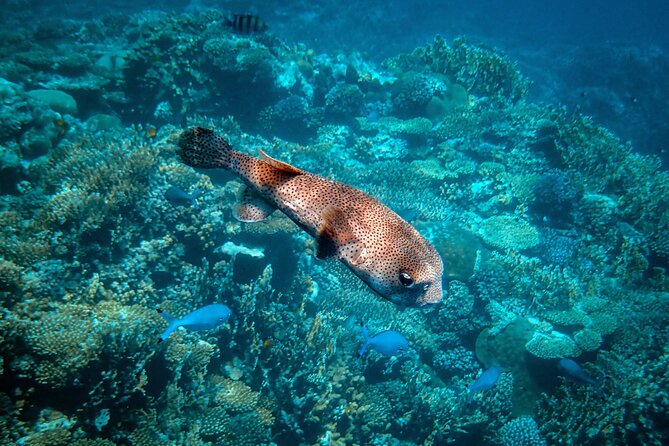Turtle Town Snorkel with Photo and Video - Final Thoughts: Who Will Love This Tour?