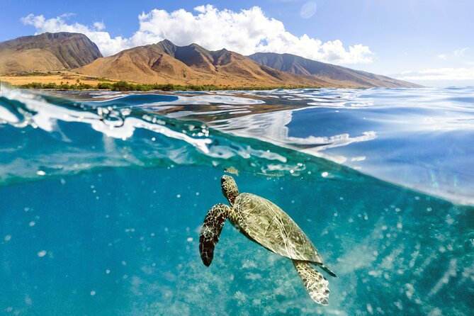 Turtles & Tacos Luxury Catamaran Snorkel - An Overview of the Experience