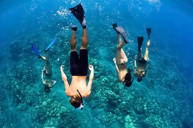 Turtles & Tacos Luxury Catamaran Snorkel - The Itinerary: What to Expect