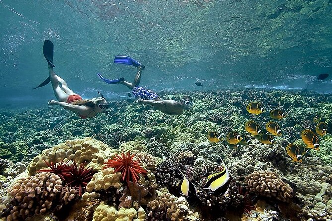 Turtles & Tacos Luxury Catamaran Snorkel - Who Should Consider This Tour?
