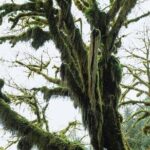 Twilight Forks Washington Tour - Authentic Experiences from Reviewers