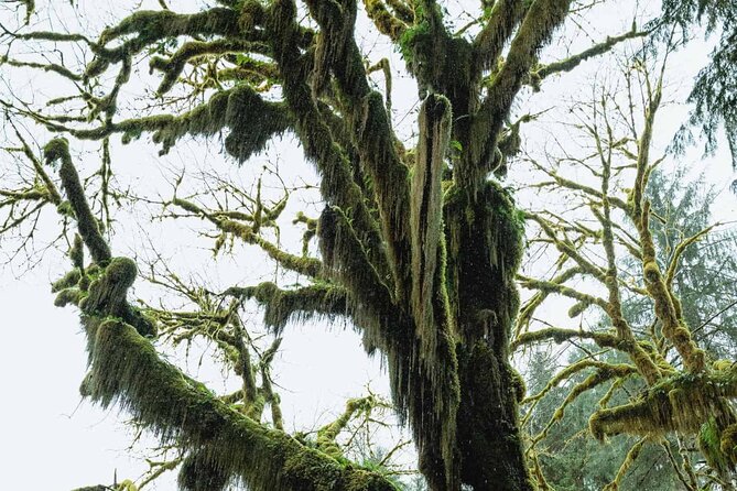 Twilight Forks Washington Tour - Authentic Experiences from Reviewers