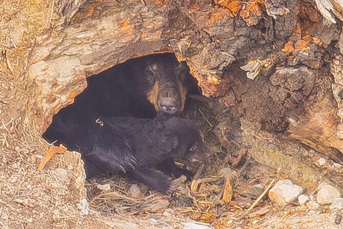 Two Day Yellowstone Tour: Upper & Lower Loop | Bozeman | PRIVATE - Key Points