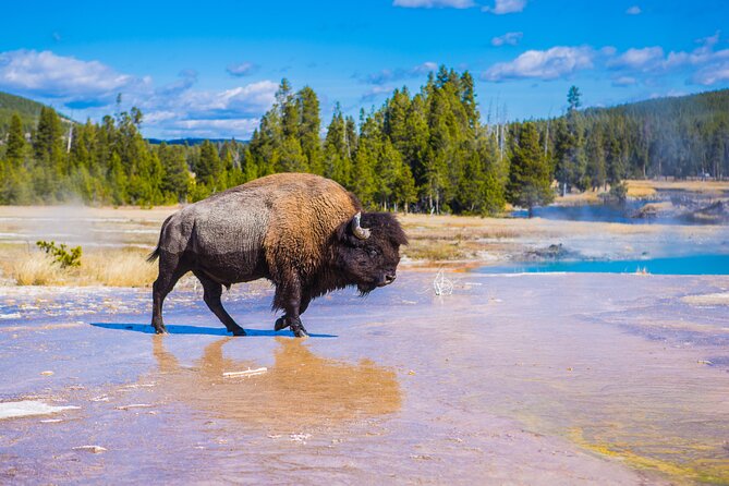 Two Day Yellowstone Tour: Upper & Lower Loop | Bozeman | PRIVATE - Exploring Yellowstone in Style: A Detailed Review