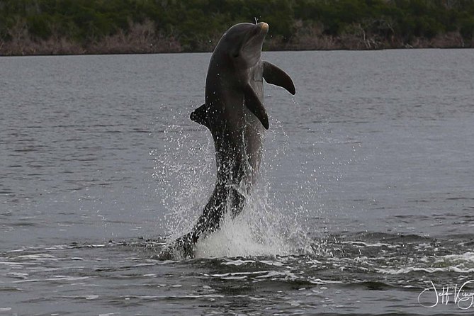 Two-Hour Everglades National Park Dolphin, Birding and Wildlife Boat Tour - Who Is This Tour Best For?