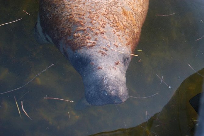 Two-Hour Everglades National Park Dolphin, Birding and Wildlife Boat Tour - FAQ