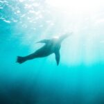 Two Hour Kayak and Snorkel Tour for Two in La Jolla - Additional Considerations and Tips