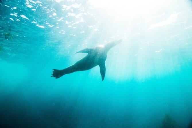 Two Hour Kayak and Snorkel Tour for Two in La Jolla - Additional Considerations and Tips