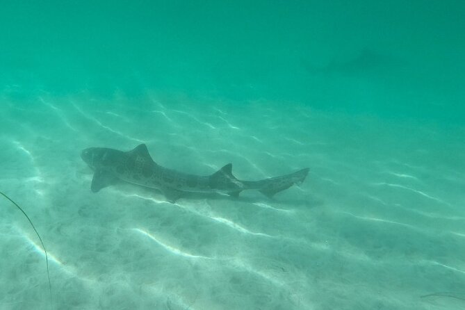 Two Hour Kayak and Snorkel Tour for Two in La Jolla - Frequently Asked Questions