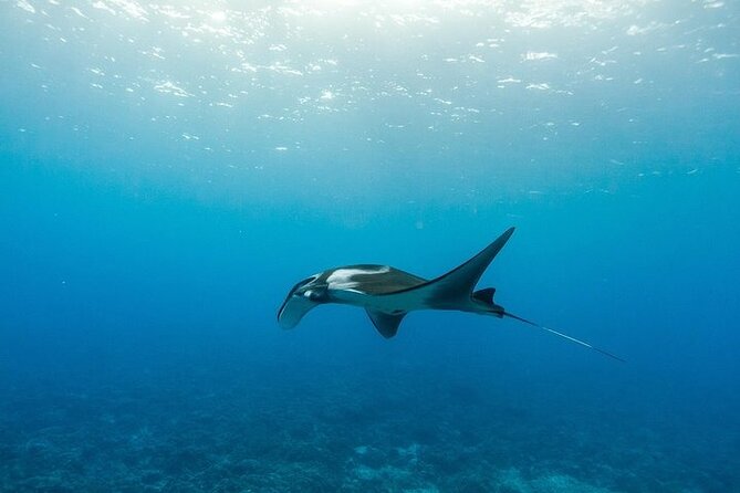 Two Stop Snorkel Adventure from Maui - Key Points
