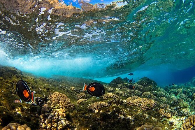 Two Stop Snorkel Adventure from Maui - The Itinerary: What to Expect on Your Maui Snorkel Day