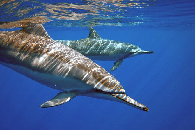 Two Tank Morning Scuba Dive - Why Choose the Two Tank Morning Scuba Dive?