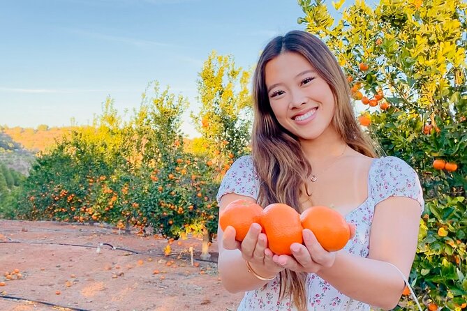 U-Pick - Tangerine and Lemon Picking at Sunmist Tangerine Farm - A Fresh Perspective on Temecula: Tangerine and Lemon Picking at Sunmist Tangerine Farm
