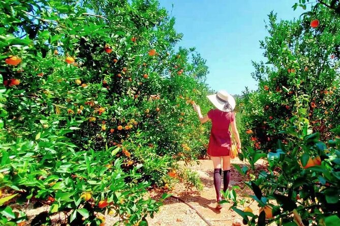 U-Pick - Tangerine and Lemon Picking at Sunmist Tangerine Farm - An In-Depth Look at the Tangerine and Lemon Picking Tour