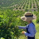 U-Pick - Tangerine and Lemon Picking at Sunmist Tangerine Farm - Why Choose This Citrus Picking Experience?