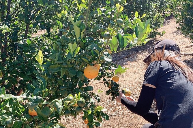 U-Pick - Tangerine and Lemon Picking at Sunmist Tangerine Farm - Final Thoughts: Is It Worth It?