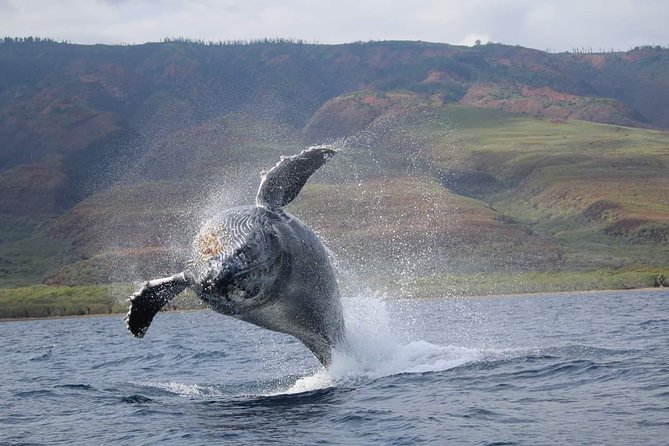 Ultimate 2 Hour Exclusive VIP Whale Watch Tour - Why the Ultimate VIP Whale Watching Tour Stands Out