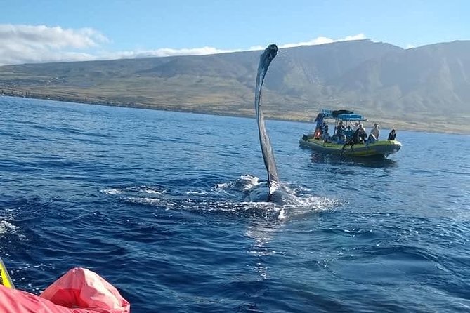Ultimate 2 Hour Exclusive VIP Whale Watch Tour - The Experience and Why It’s Worth It