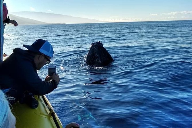 Ultimate 2 Hour Exclusive VIP Whale Watch Tour - Practical Details: Pricing, Duration, and Booking