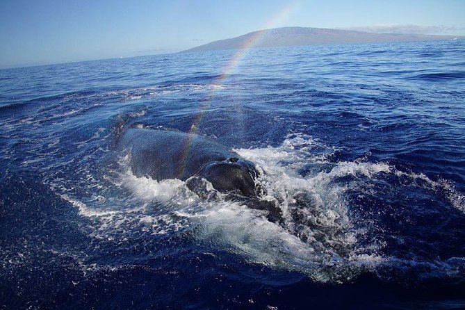 Ultimate 2 Hour Exclusive VIP Whale Watch Tour - Authentic Experiences from Real Travelers