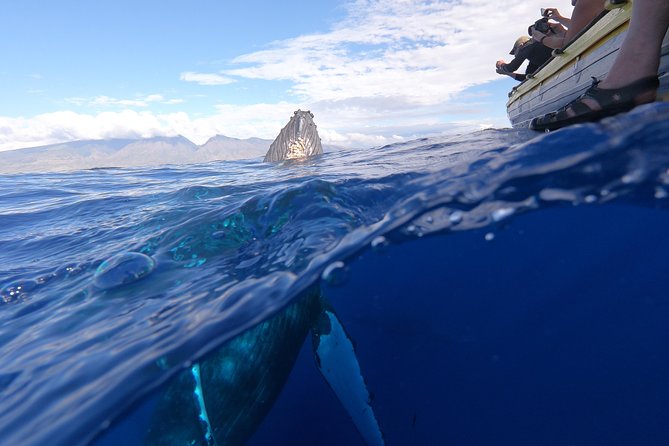 Ultimate 2 Hour Exclusive VIP Whale Watch Tour - Who Will Love This Tour?