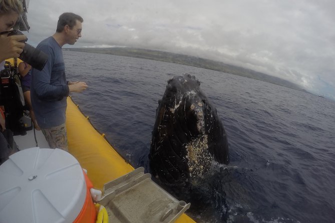Ultimate 2 Hour Exclusive VIP Whale Watch Tour - The Sum Up: Is This Tour Worth It?