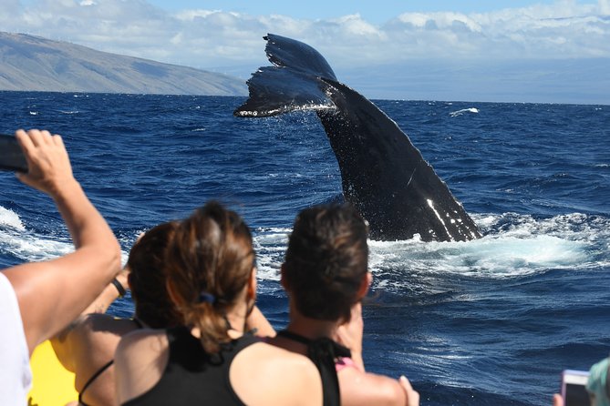 Ultimate 2 Hr Exclusive VIP Whale Watch Tour from Kaanapali Beach - Introduction