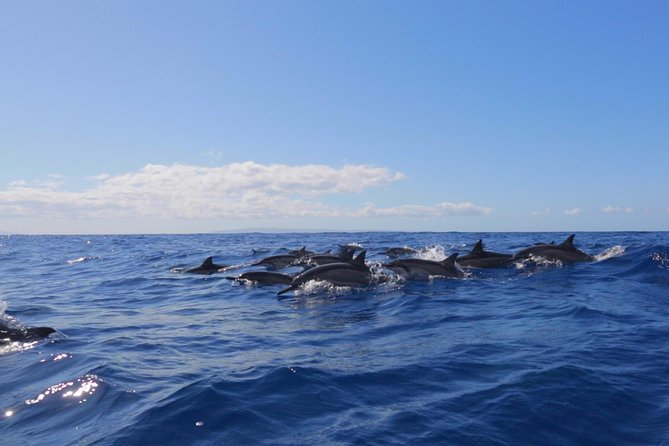 Ultimate 4 Hour Lanai Snorkel and Dolphin Encounter - An In-depth Look at the Experience