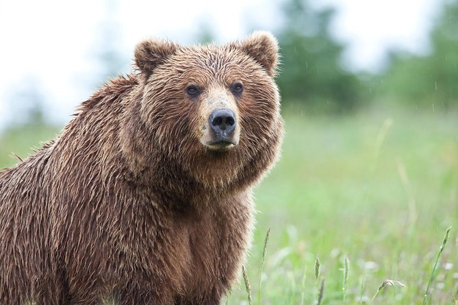 Ultimate Alaskan Adventure: Ocean Wildlife to Interior Wilderness 9 Day/8 Nights - An In-Depth Look at the Itinerary