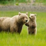 Ultimate Alaskan Adventure: Ocean Wildlife to Interior Wilderness 9 Day/8 Nights - The Sum Up