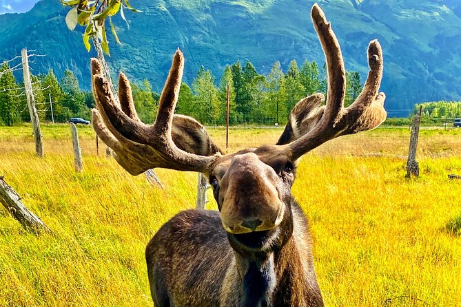 Ultimate Anchorage Summer Wildlife Tour - Final Thoughts: Who Should Book This Tour?