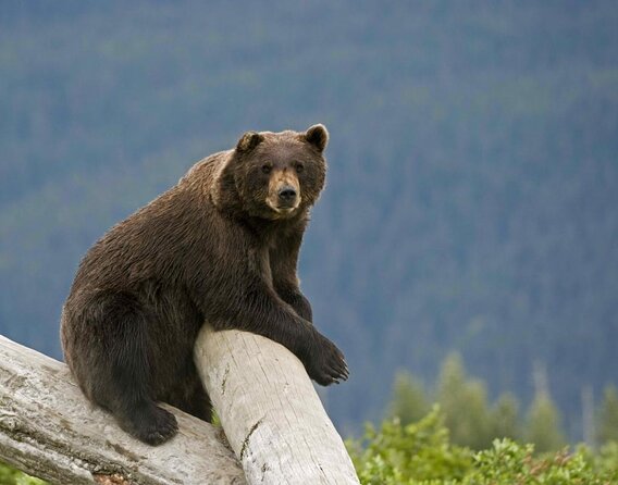 Ultimate Anchorage Winter Wildlife & Sunset Tour - Ultimate Anchorage Winter Wildlife & Sunset Tour: A Complete Guide
