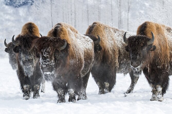 Ultimate Anchorage Winter Wildlife & Sunset Tour - Key Points