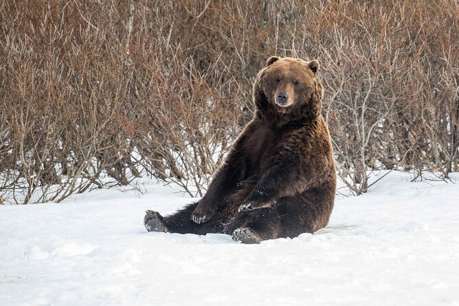 Ultimate Anchorage Winter Wildlife & Sunset Tour - What Makes This Tour Stand Out?
