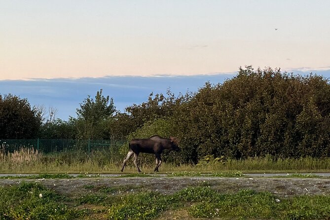 Ultimate Anchorage Winter Wildlife & Sunset Tour - Practical Considerations and Tips