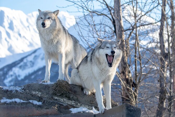 Ultimate Anchorage Winter Wildlife & Sunset Tour - Final Thoughts