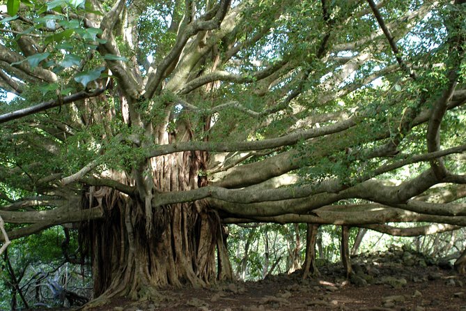 Ultimate Hana Full-Day Adventure Tour - Why This Tour Offers Great Value