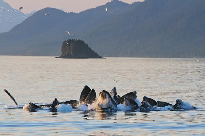 Ultimate Juneau Whale Watch Plus Mendenhall Glacier Photo Stop - A Closer Look at the Itinerary
