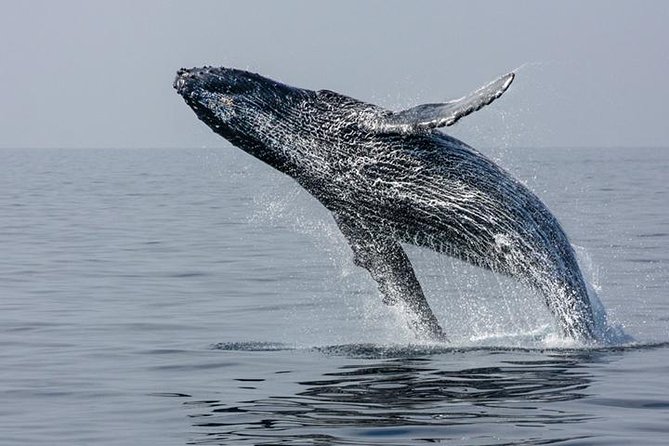 Ultimate Juneau Whale Watch Plus Mendenhall Glacier Photo Stop - Comfort and Convenience