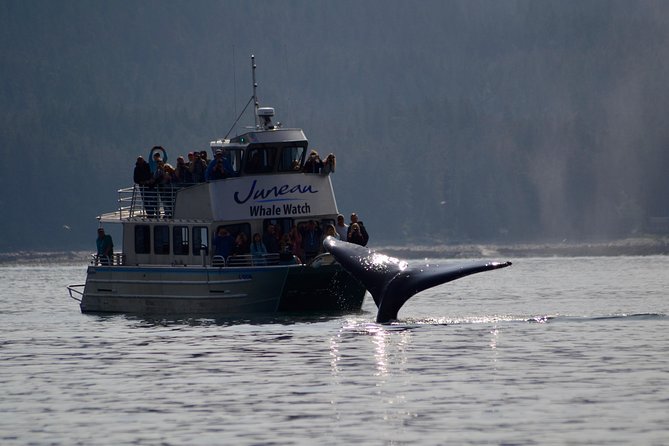 Ultimate Juneau Whale Watch Plus Mendenhall Glacier Photo Stop - Pricing and Value