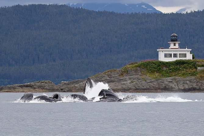 Ultimate Juneau Whale Watch Plus Mendenhall Glacier Photo Stop - Final Thoughts: Is This Tour Right for You?