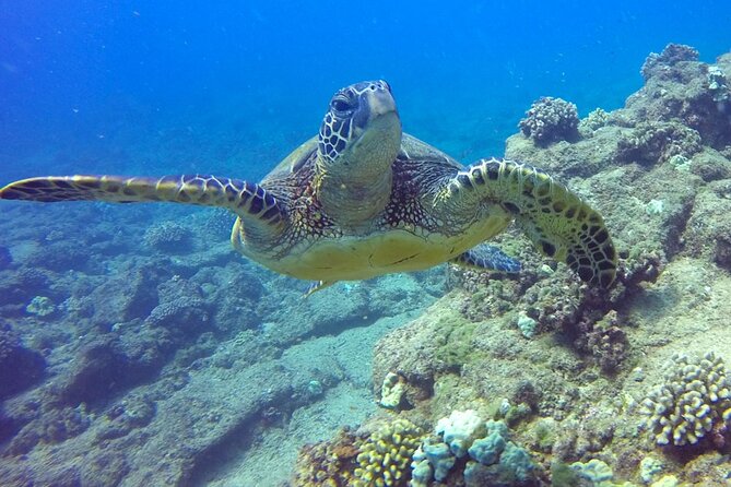 Ultimate Na Pali Coast Zodiac Boat Snorkeling and Sea Cave Tour - Frequently Asked Questions